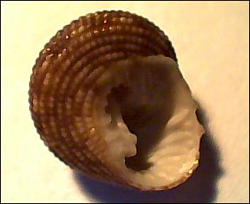 Clanculus corallinus , Natura Mediterraneo | Forum Naturalistico